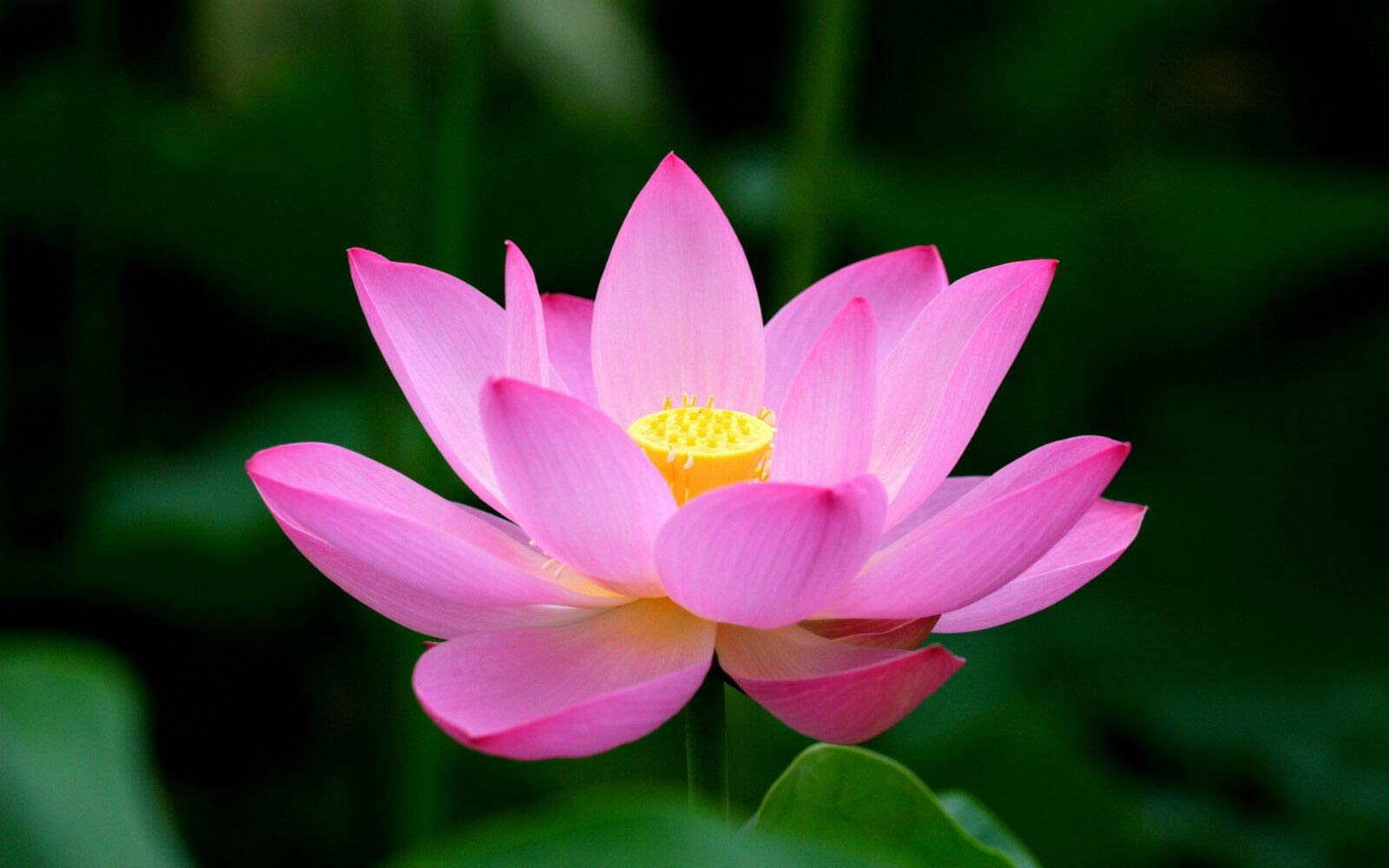 Germinazione dei semi: 5 rosa Brillante semi del Loto - Nelumbo nucifera