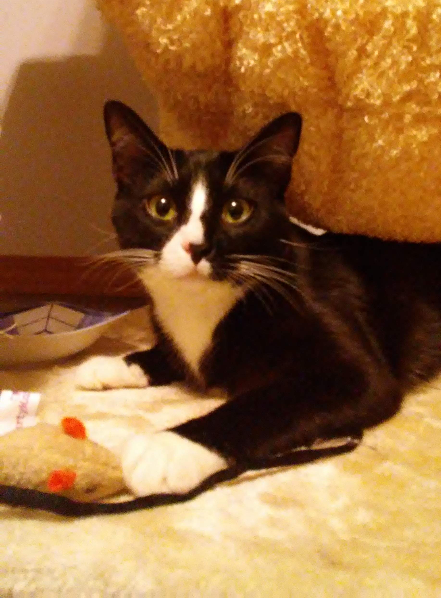 Shelter Pets: Peppa The Tuxedo Cat - 10" Black and White Plush Toy Stuffed Animals - Based on Real-Life Adopted Pets - Benefiting The Kitten and Cats Animal Shelters They were Adopted from