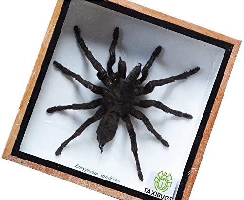 Taxibugs Real EURYPEIMA SPINCRUS Tarantula Spider Taxidermy Boxed Insect Display
