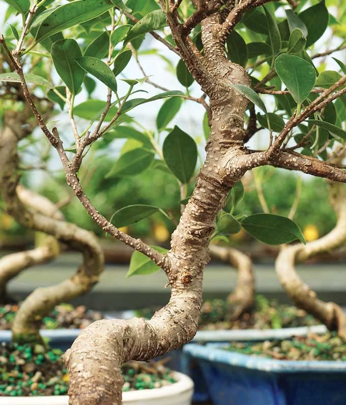 From You Flowers - Beginner Ficus Indoor Bonsai Tree for Birthday, Anniversary, Get Well, Congratulations, Thank You