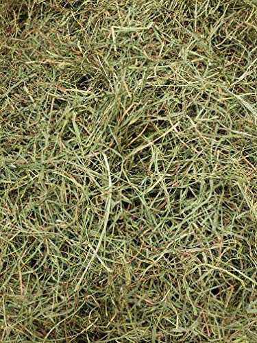 Timothy Gold Hay, 5Lb, Blue