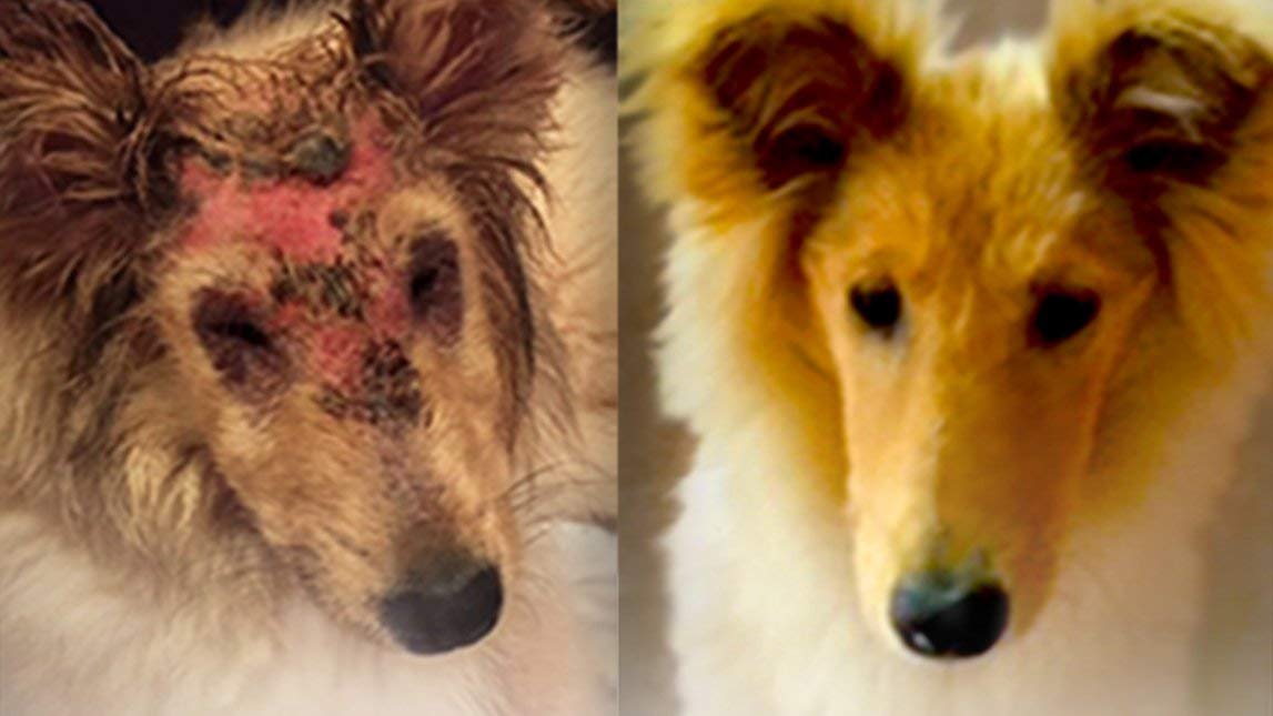 Mite Avenge Demodectic Mange Mite Treatment for Dogs - All-Natural, Non-Toxic (6 Treatments)