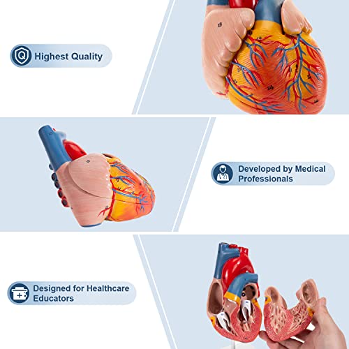 Winyousk Anatomy Heart Model, 1:1 Size Human Heart Model with 2-Part,48 Accurate Numbered Heart Model for Cardiac Labs, Medical Teaching, Hospitals