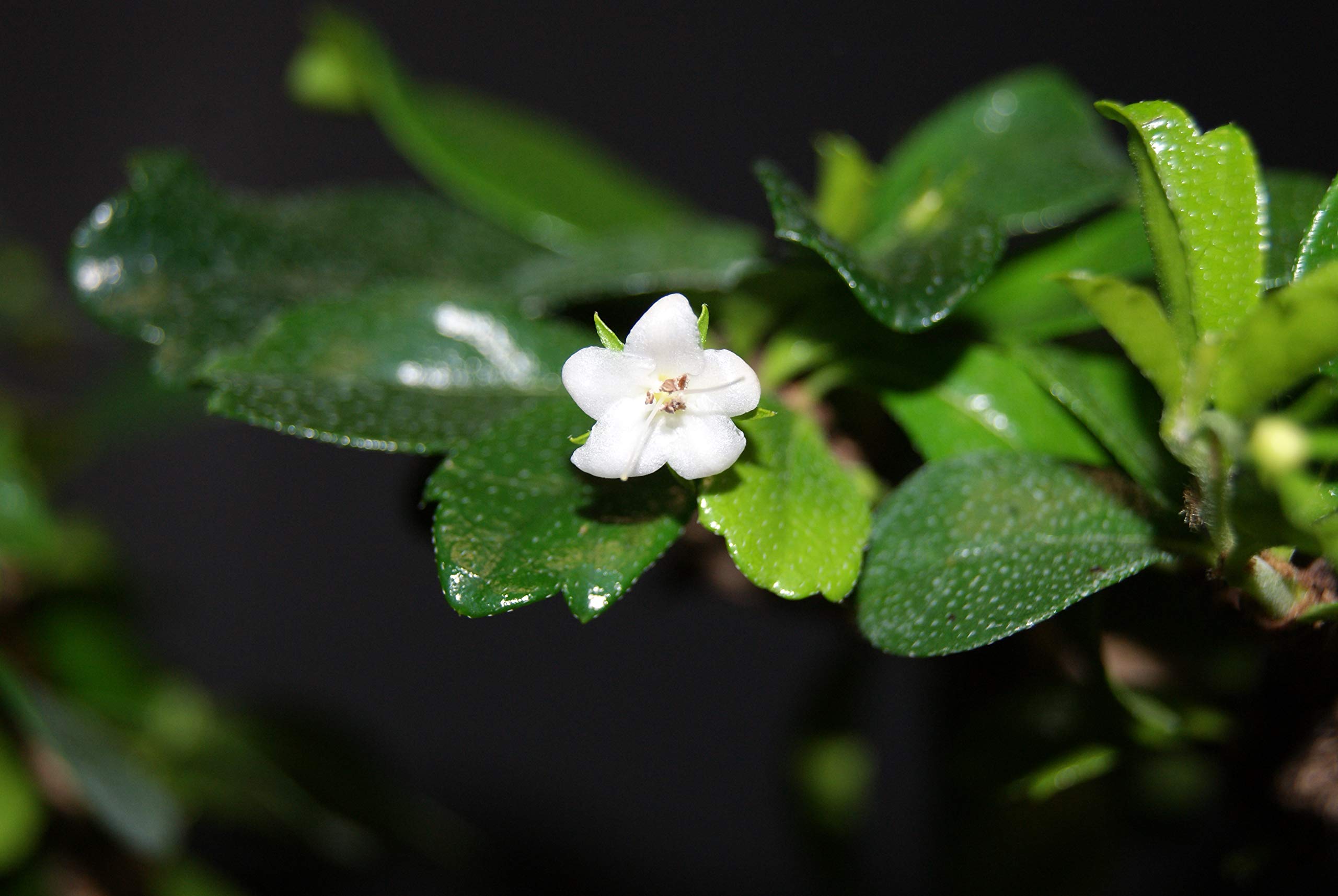 Indoor Bonsai, Fukien Tea, Flowers Constantly, 10 Years Old, S Trunk Style. Free Watering Tray.