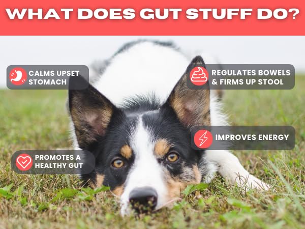 Gut Stuff by Helluva Dog β Digestive Aid Meal Topper for Active Sporting Dogs β Pumpkin & Slippery Elm for Dog's Upset Stomach & Better Gut Health, Packed with Fiber - 3oz