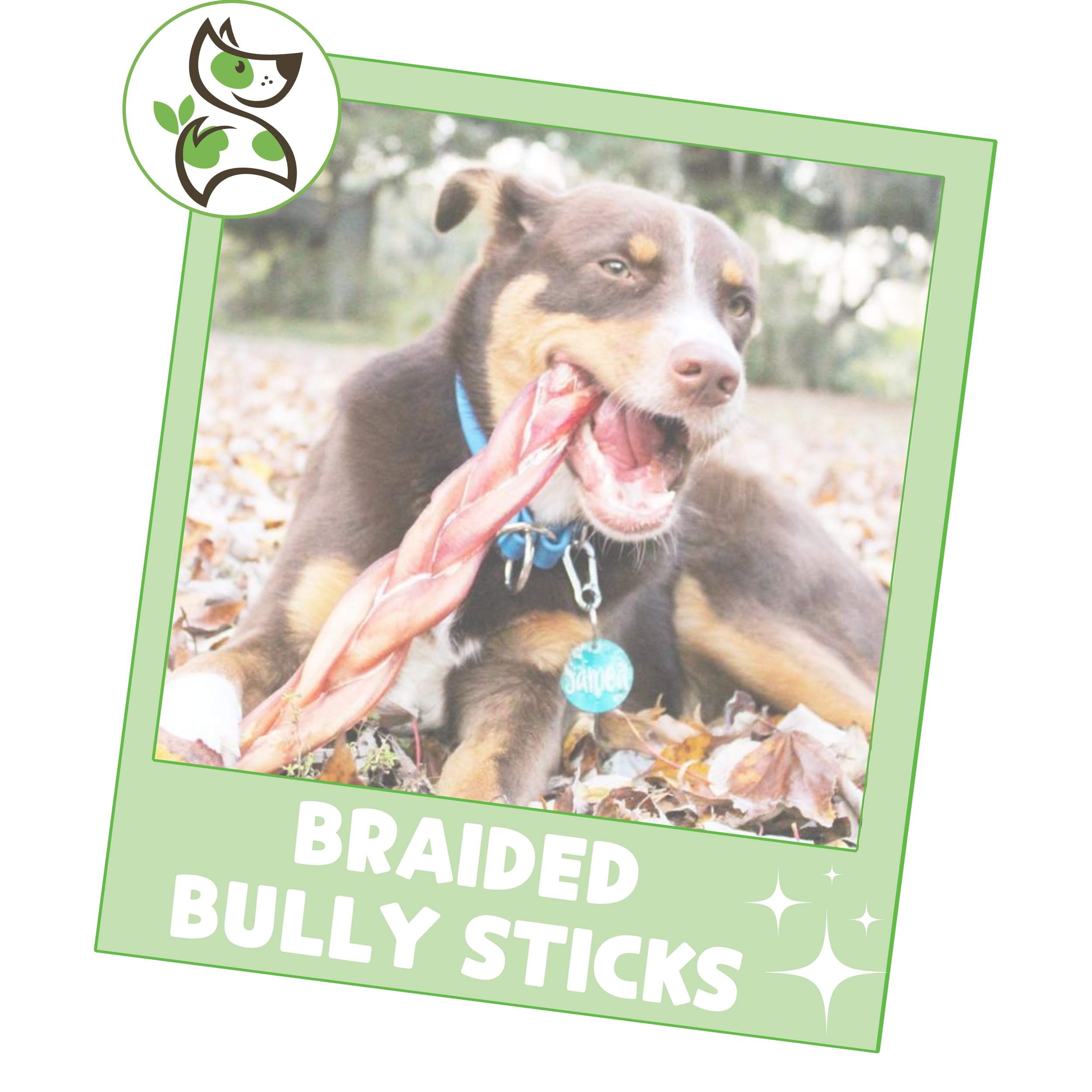 Nature Gnaws Braided Bully Sticks for Dogs 11-12" (10 Count) - Long Lasting for Aggressive Chewers and Large Dogs - Natural Beef Dog Chew Bones