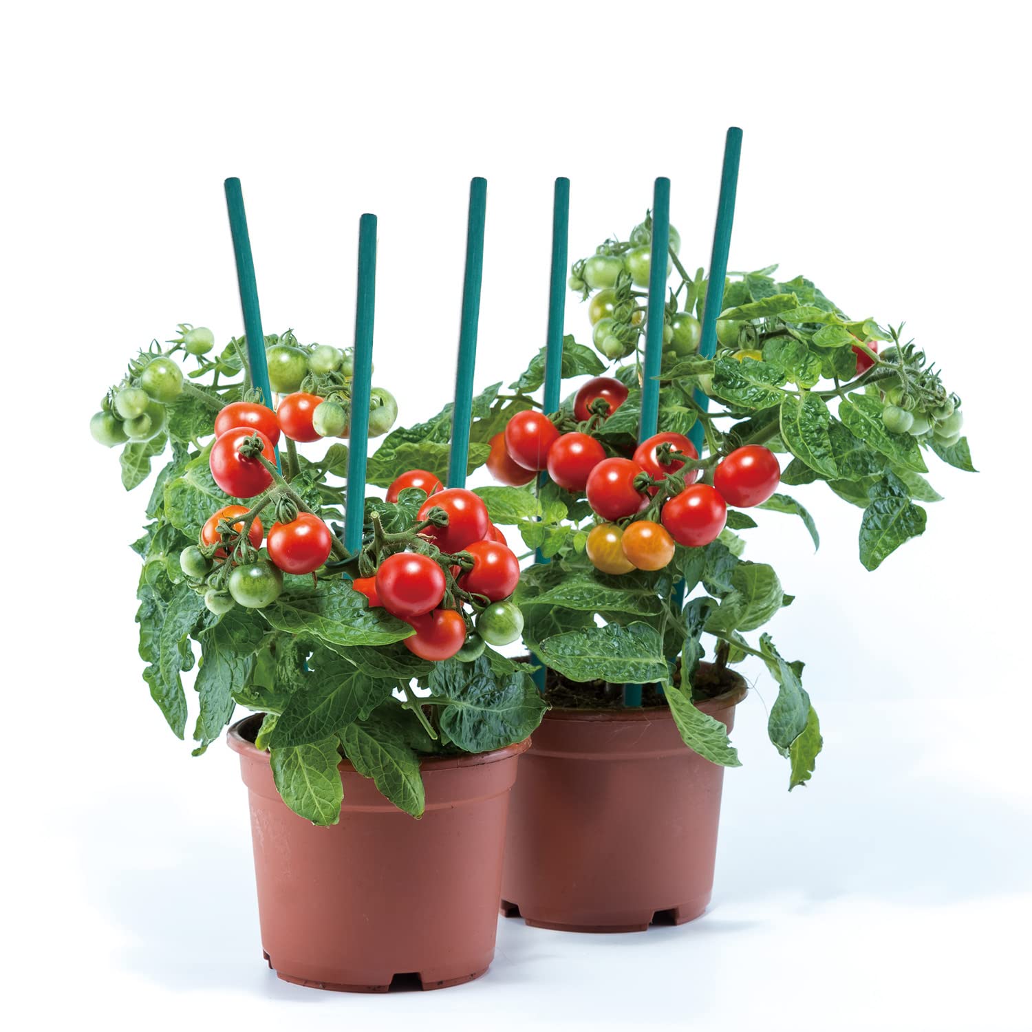 Green Bamboo Sticks Plant Stakes, Plant Support Sticks for Indoor Plants, GAGINANG Sturdy Bamboo Stakes, Floral Plant Support for Indoor and Outdoor Plants 25 Pack（18 Inches）