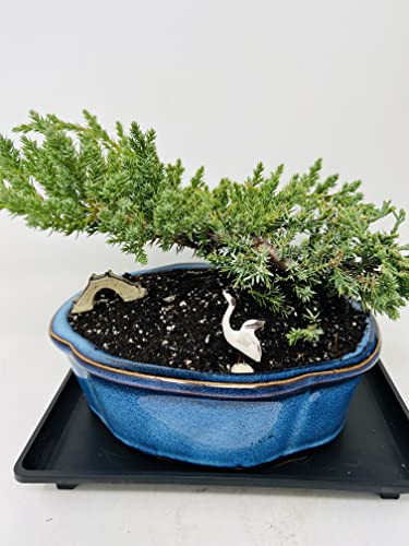 Juniper Bonsai Tree with Blue Oval Scallops Glazed Ceramic Vase