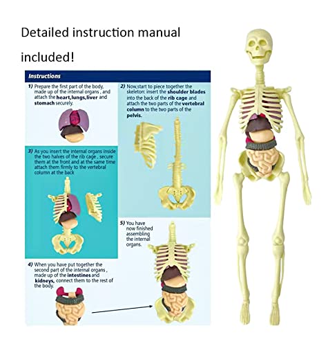 Hiawbon 3-D Human Body Model People Action Figure Human Torso Body Anatomy Interactive Scientific Kit with Removable Organs and Skeleton Model,Set A