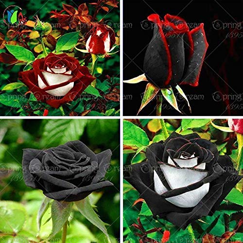 Germinazione dei semi: 6: 100 raro Black Rose Fiore con semi Rossi Bordo