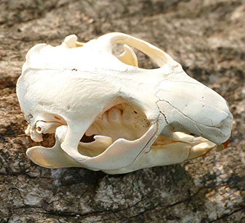 RC Beaver Skull Real Animal Skull – Professional Taxidermy Skull with Beaver Teeth Animal Skeleton Real Skull Bones