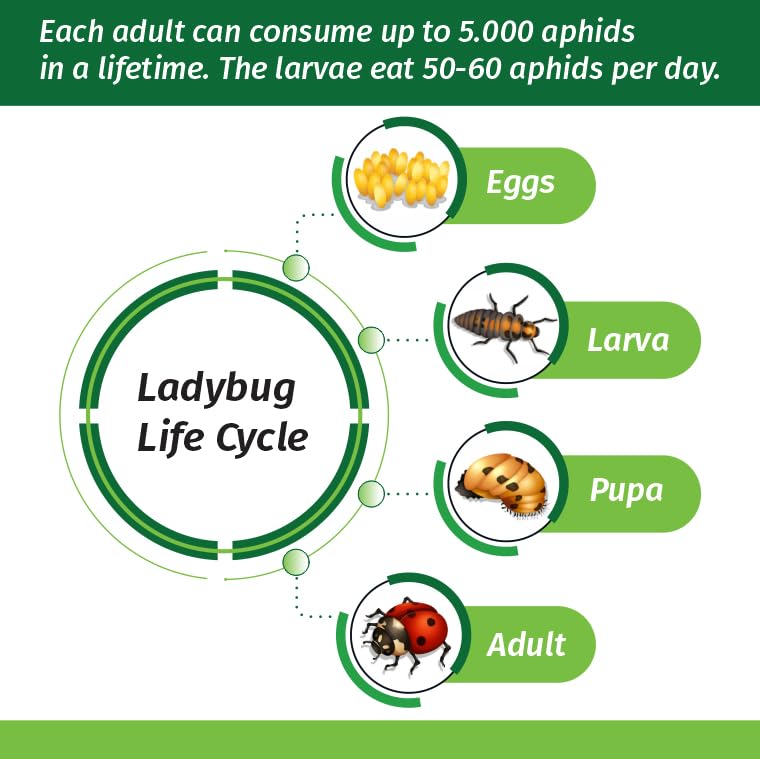 NaturesArt 1500 Live Ladybugs - Good Bugs for Garden - Ladybug - Guaranteed Live Delivery!, AR-18000