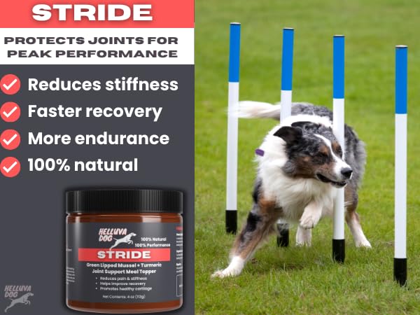 Homescape World Stride by Helluva Dog — Joint Support Meal Topper for Active Sporting Dogs — Green Lipped Mussel & Turmeric Powder for Mobility & Recovery 4oz