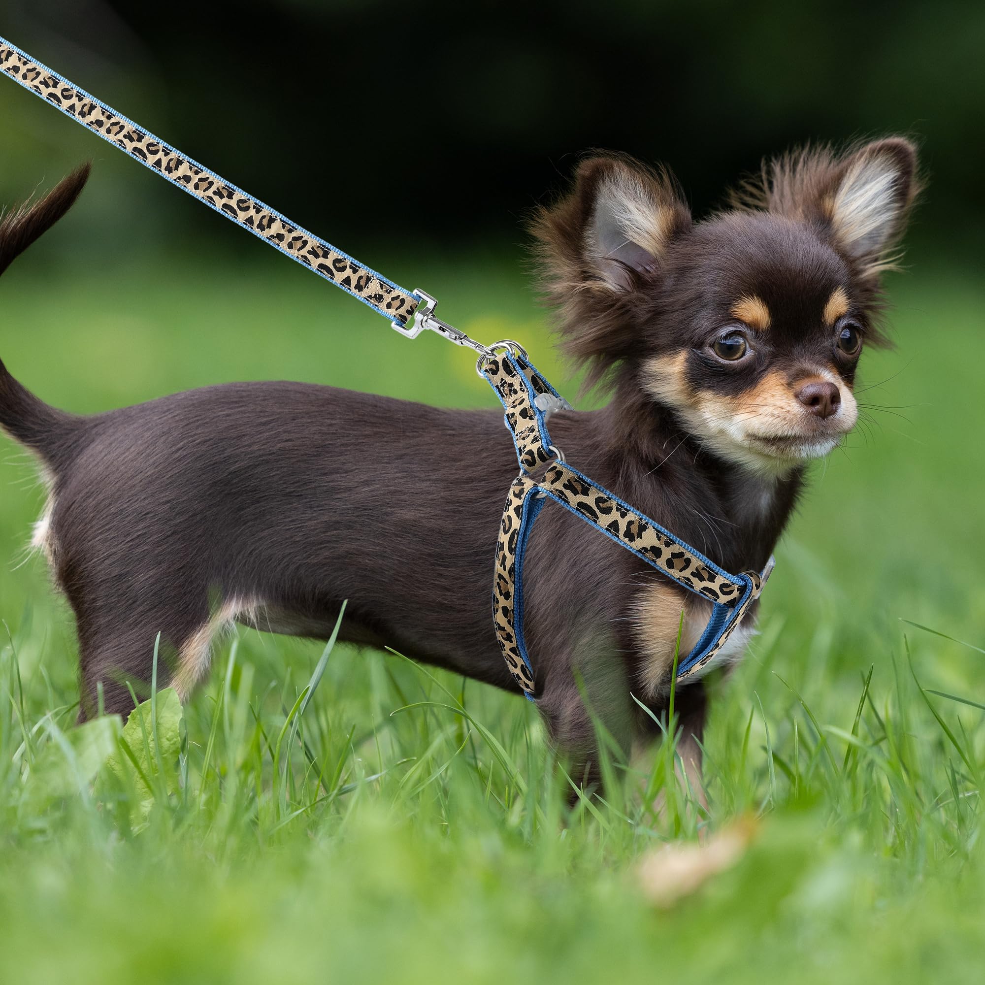 Mile High Life Leopard Dog Harness Collar Leash Set | Adjustable No Pull Dog Halter Harness for Small Breed Dogs | Easy Control for Training Walking | Blue, Medium