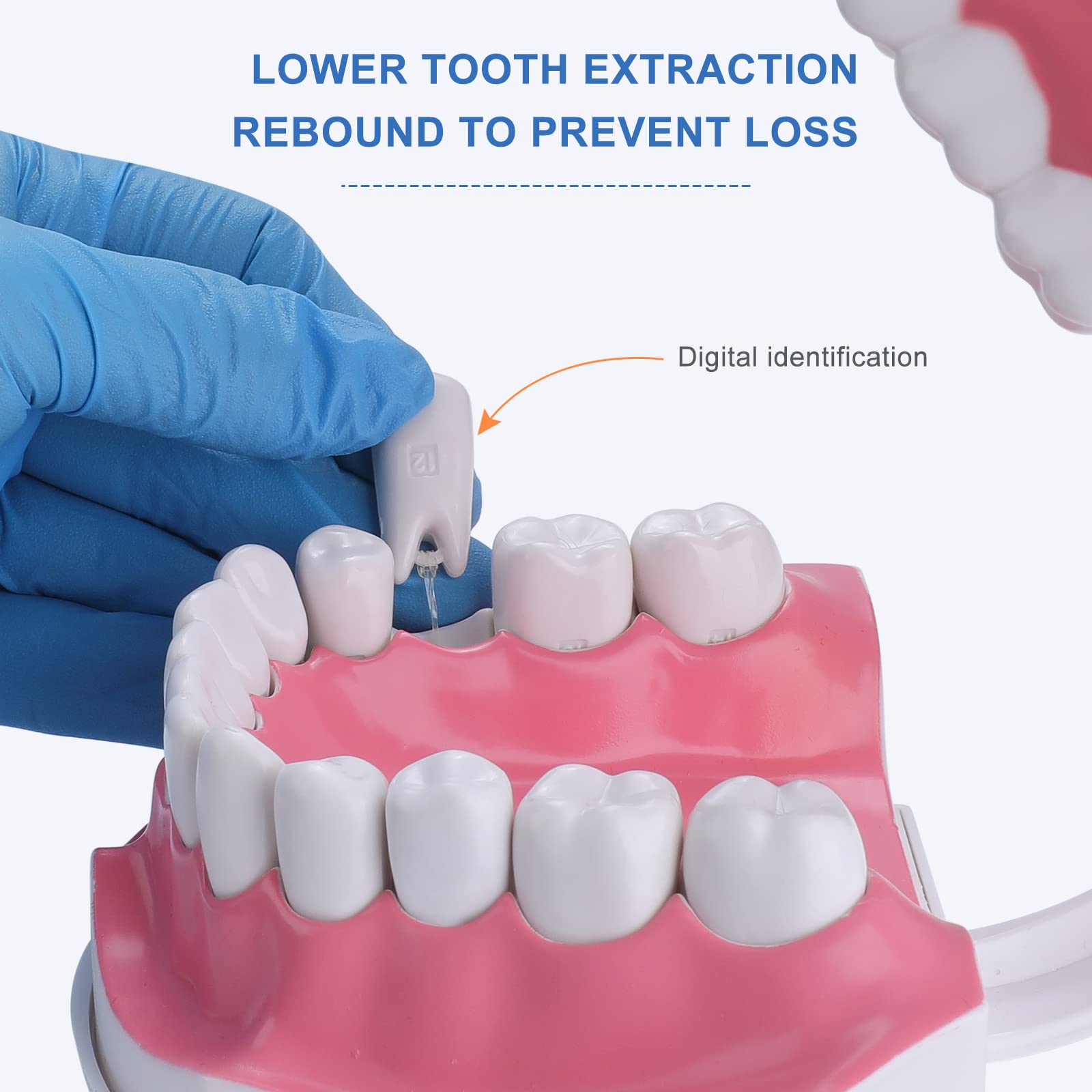 Healthible Teeth Model for Kids - 2 Times Tooth Brushing Model Large Teeth Model with Toothbrush Oversized Dental Model for Teeth Brushing