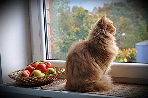 PETS HEALTH SOLUTION Calming cat Treats - Relaxant for Cats - Helps Keep Calm - Anxiety Relief - Treats - cat Calming Treats - 180 Treats (2 Bottle)