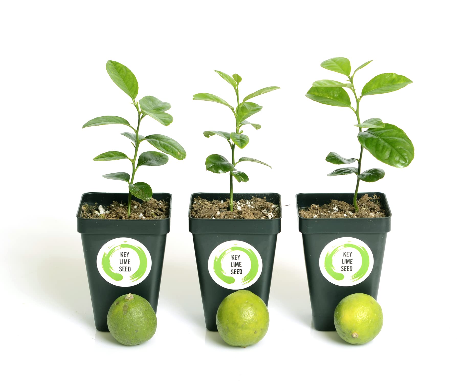 Gerald Winters and Son Key Lime Tree Starter Plant . Citrus aurantifolia. 3β - 5β