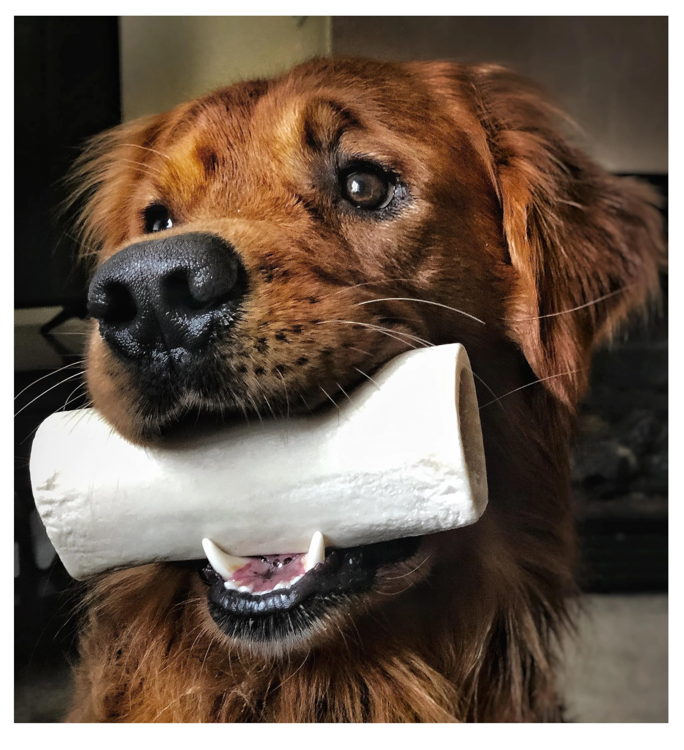 MPP Stuffed Peanut Butter 6 Inch Shin Dog Bones Refillable Nutritious Dental Chew (2 Bones)