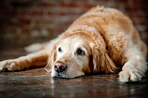 pet Joint Support - Hip & Joint Support - for Dogs - Chewable - Dog msm glucosamine - 2 Bottle (240 Chewable Tablets)