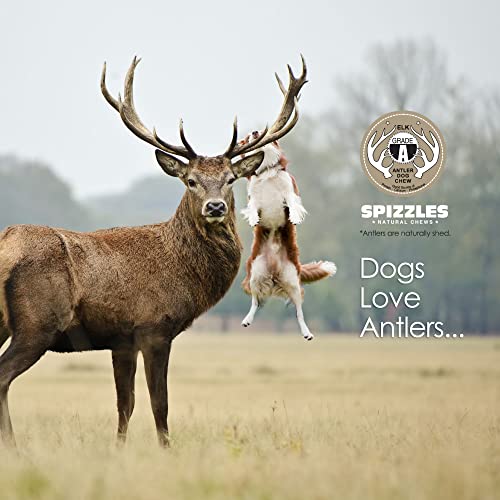 Spizzles Elk Antler Dog Chew Solid, Long Lasting Bone for Small Breed Aggressive Chewers, All Natural, No Odor, No Mess, No Preservatives, USA, 4 inch