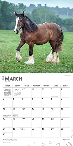 Clydesdales | 2024 12 x 24 Inch Monthly Square Wall Calendar | BrownTrout | Animals Horses