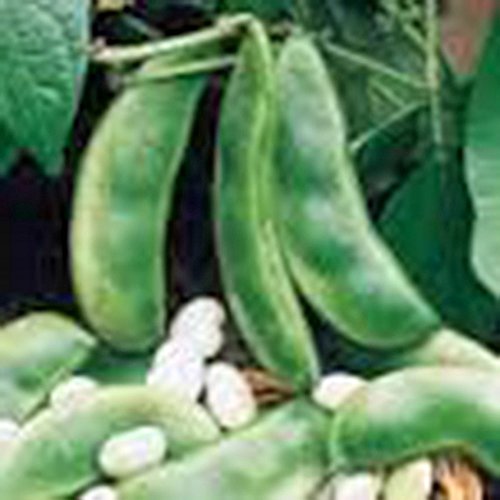 Lima Bean, Henderson Bush, Non GMO, 21+ Seeds, Great Tasting and Healthy