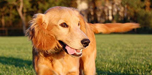 PET SUPPLEMENTS Dog Urinary Tract Support - Dog Total Health Complex - Eye Teeth Hair Joint Support - Advanced - Vitamin b3 for Dogs - 2 Bottles (120 Tablets)