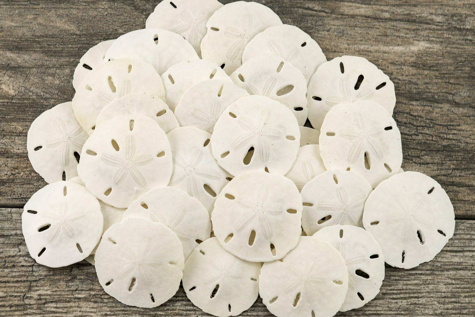 Sand Dollar | Real Sand Dollars 1 1/2" to 2" (Set of 30) | Seashell Wedding | Sand Dollars for Crafts | Plus Free Nautical eBook by Joseph Rains