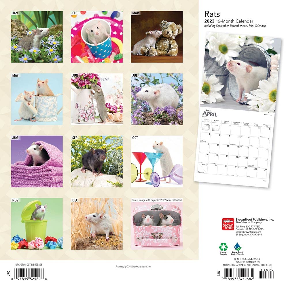 Rats | 2023 12 x 24 Inch Monthly Square Wall Calendar | BrownTrout | Domestic Animals Mouse