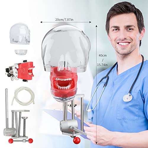 LVCHEN Manikin Simulator Head Lab Training Phantom Head with Typodont Teeth Model Fixed on Desk 1:1 High Emulation 360-Degree Adjustable for Dental Schools Education Practical Demonstration