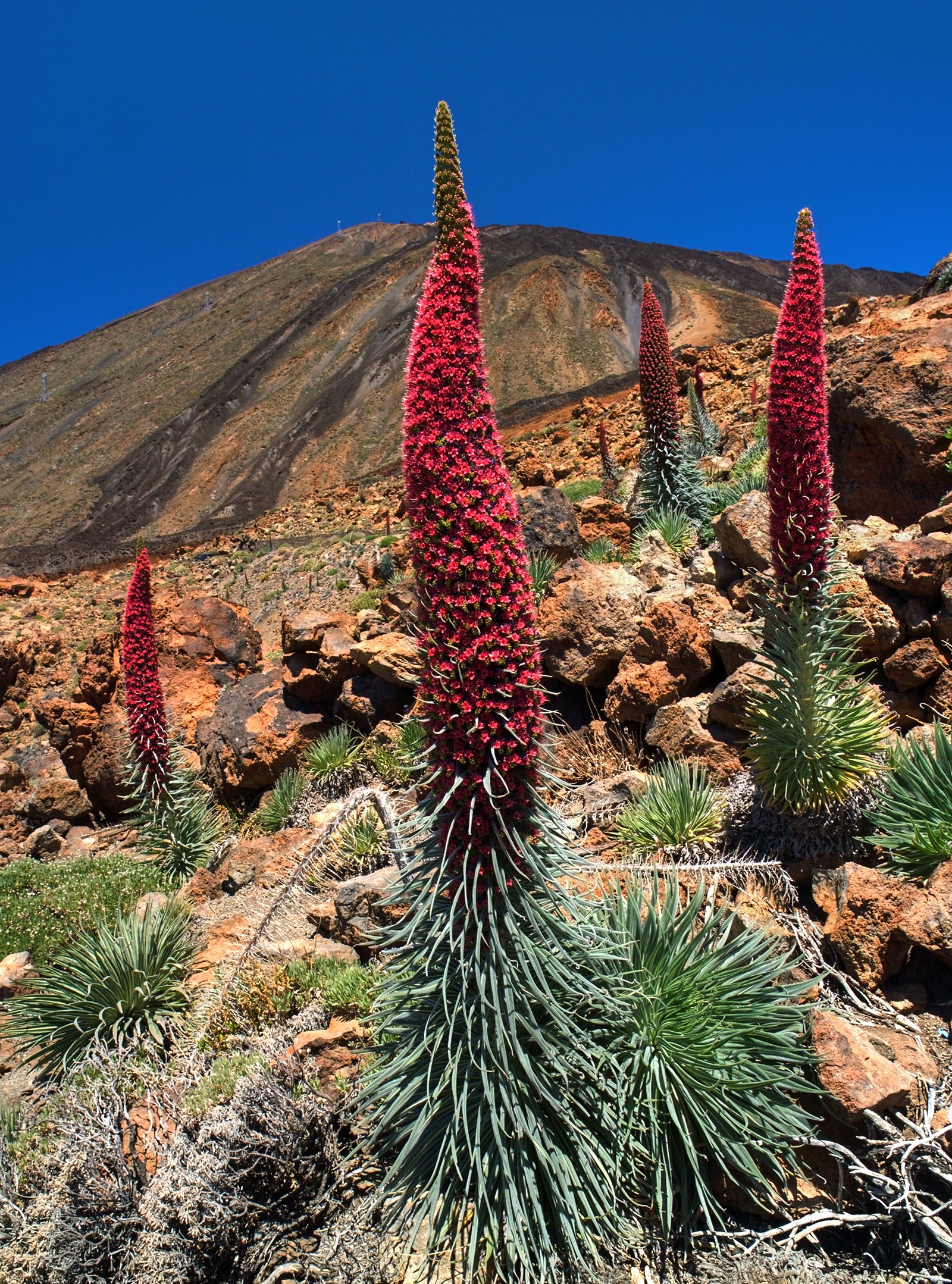 Echium Wildpretii Tower Of Jewels Snake Head Rare Beauty Exotic 10 Seeds