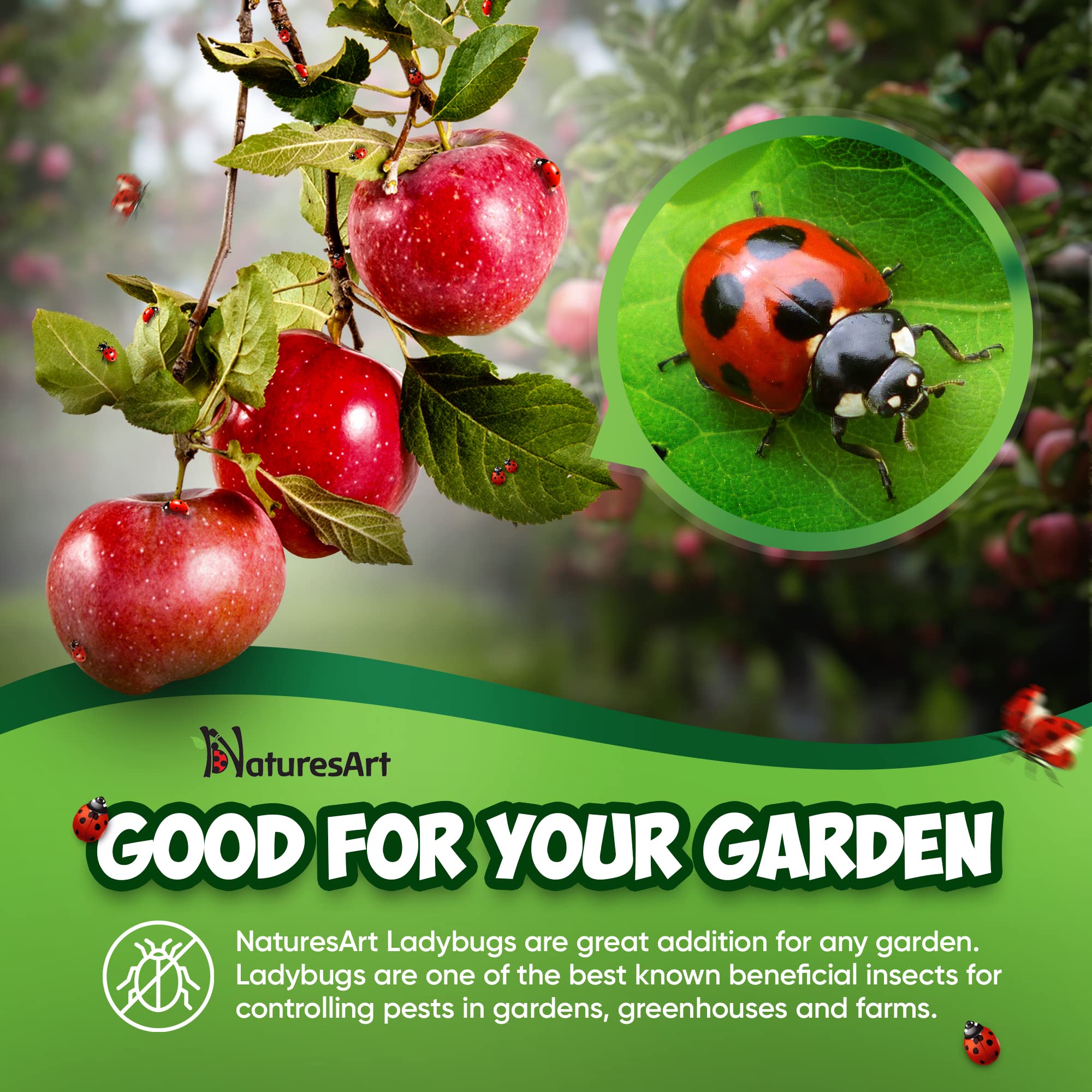 NaturesArt 1500 Live Ladybugs - Good Bugs for Garden - Ladybug - Guaranteed Live Delivery!, AR-18000