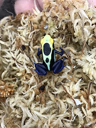 Josh's Frogs Bioactive Dart Frog Substrate Vivarium Bundle- Small