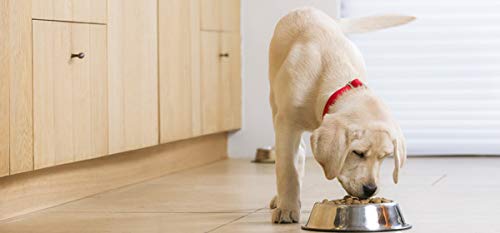 PET SUPPLEMENTS Dog Digestive enzymes Treats - Dog Digestive AID - PROBIOTICS - Powerful Formula - Beef Liver Tablets - 2 Bottle (120 Chews)