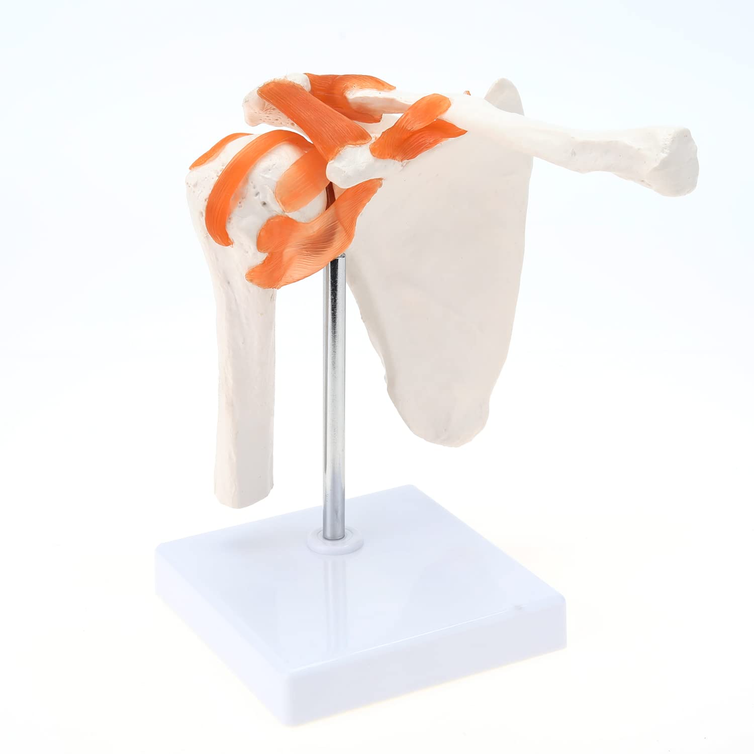 RONTEN Medical Shoulder Anatomy Model with Functional Ligaments, Life Size Anatomical Human Shoulder Joint Model for Science Class Medical Teaching Display Model (Includes a Base)