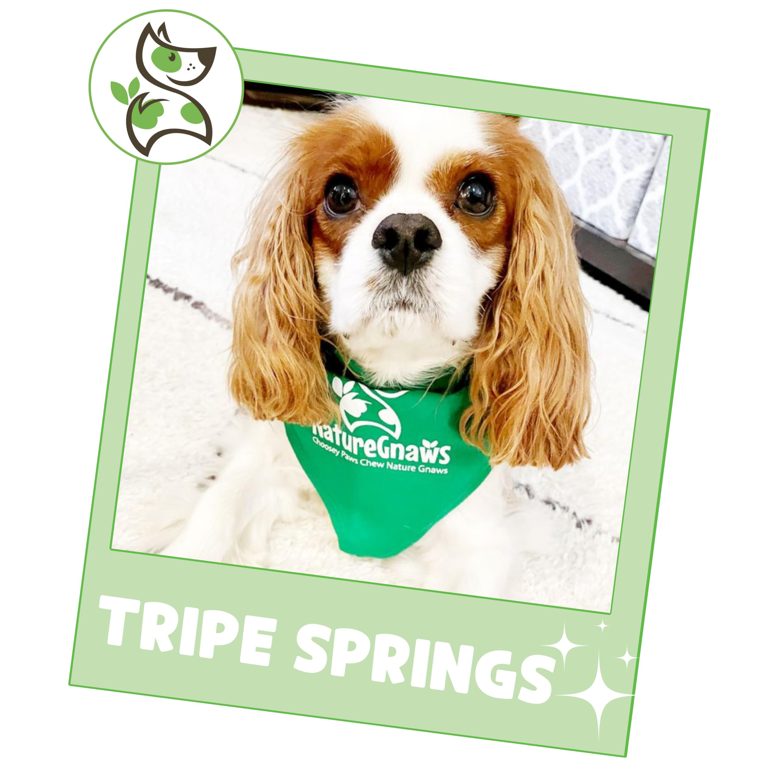Nature Gnaws Tripe Twist Springs for Dogs - Premium Natural Beef Dog Treats - Simple Single Ingredient Crunchy Dog Chews - Training Reward - 8 Inch 10 Count