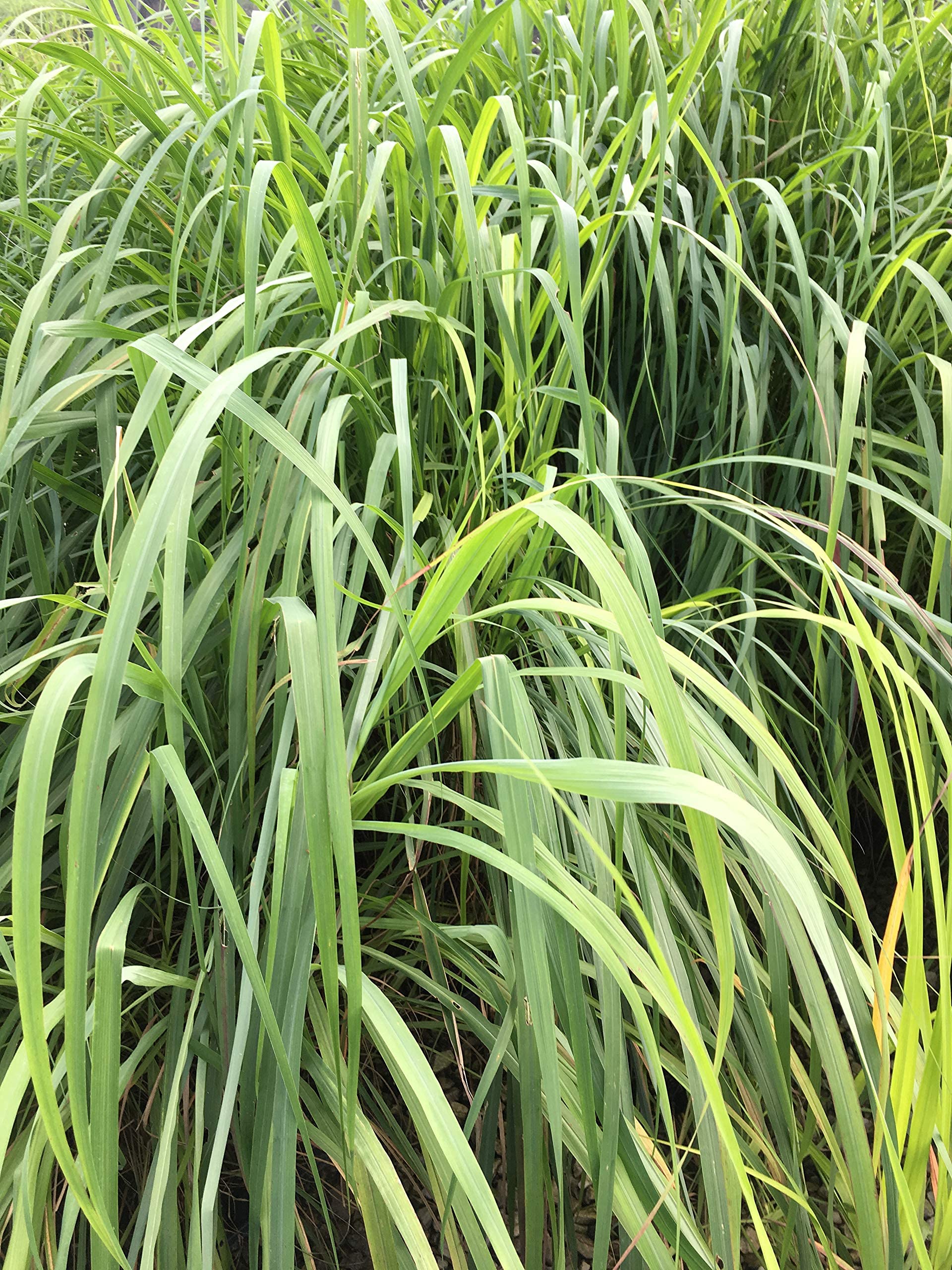 Lemongrass Plant- 3 Seperate in 2.25 Inch Size! Non GMO! Organic! Also Known As Fever Grass, Cymbopogon Citratus/by Daylily Nursery