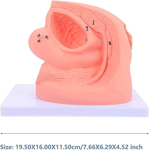 HGYYIO Urinary Catheterization Model Internal External Genital Anatomy Model and Urinary Catheter Mold Male Female Catheter Anatomy Teach Set,for Clinical Teaching Practica