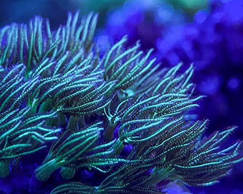 Live Coral Frag Green Star Polyp 1 inch - WWC Long Polyp/Beginner Marine Coral Reef for Saltwater Aquarium