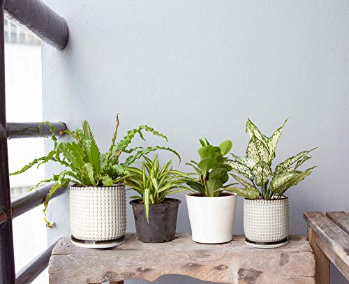 Set of 2, 6 Inch & 4 Inch Ceramic Indoor Planter Pots with Drainage Hole and Saucer, Beaded Design Flower Pots, Smoked White, 27-H-B-SW-ZS