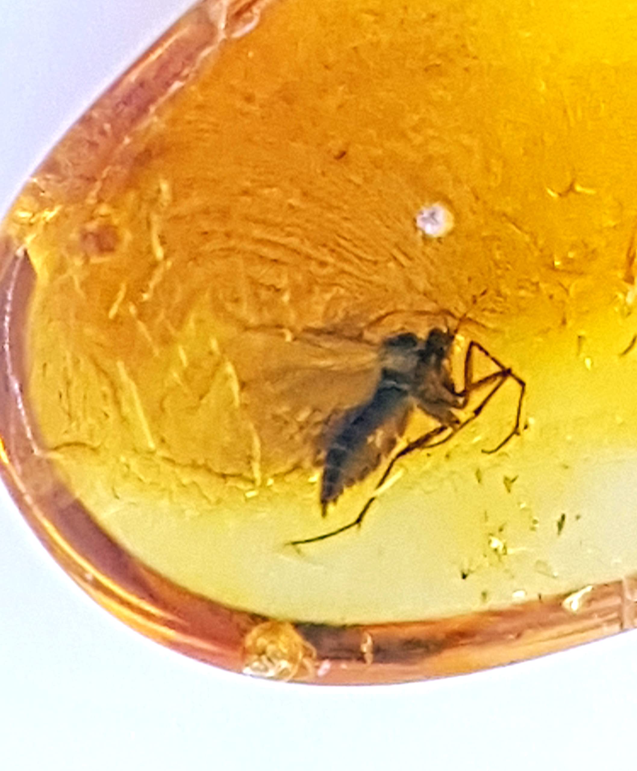 Genuine Fossil Baltic Amber with Inclusion with Magnifying Box/Beautiful Museum Grade
