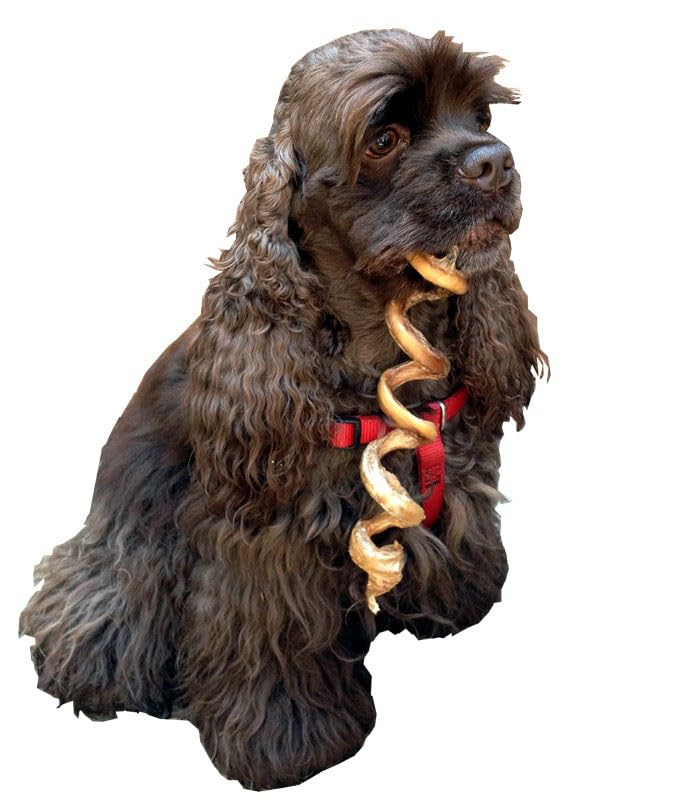 HDP Dental Jumbo Curly Bully Sticks Light 7"-9" USA Odor Free Size:Bag of 25