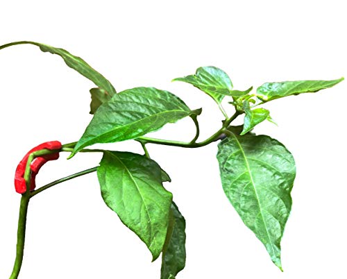 HMG 90 Degree Plant Bender (35 Pack) for Low Stress Training (LST) and Plant Training