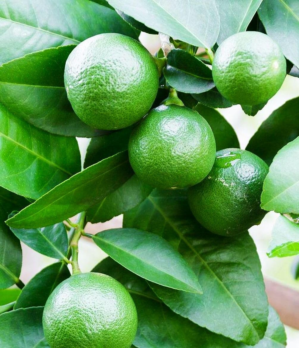 Dwarf Lime Tree Seeds for Planting - 30 Pcs Seeds