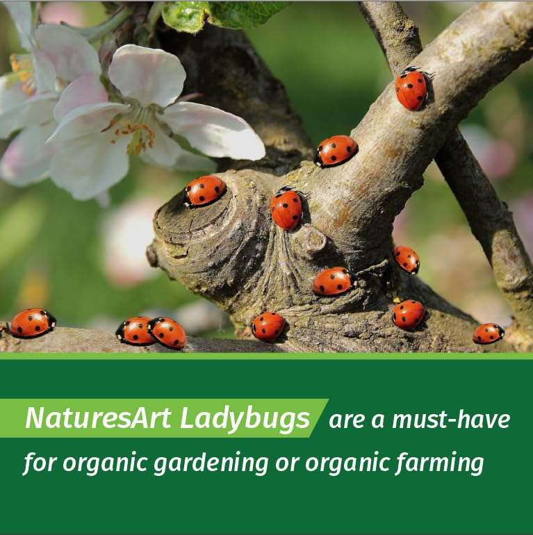 NaturesArt 1500 Live Ladybugs - Good Bugs for Garden - Ladybug - Guaranteed Live Delivery!, AR-18000
