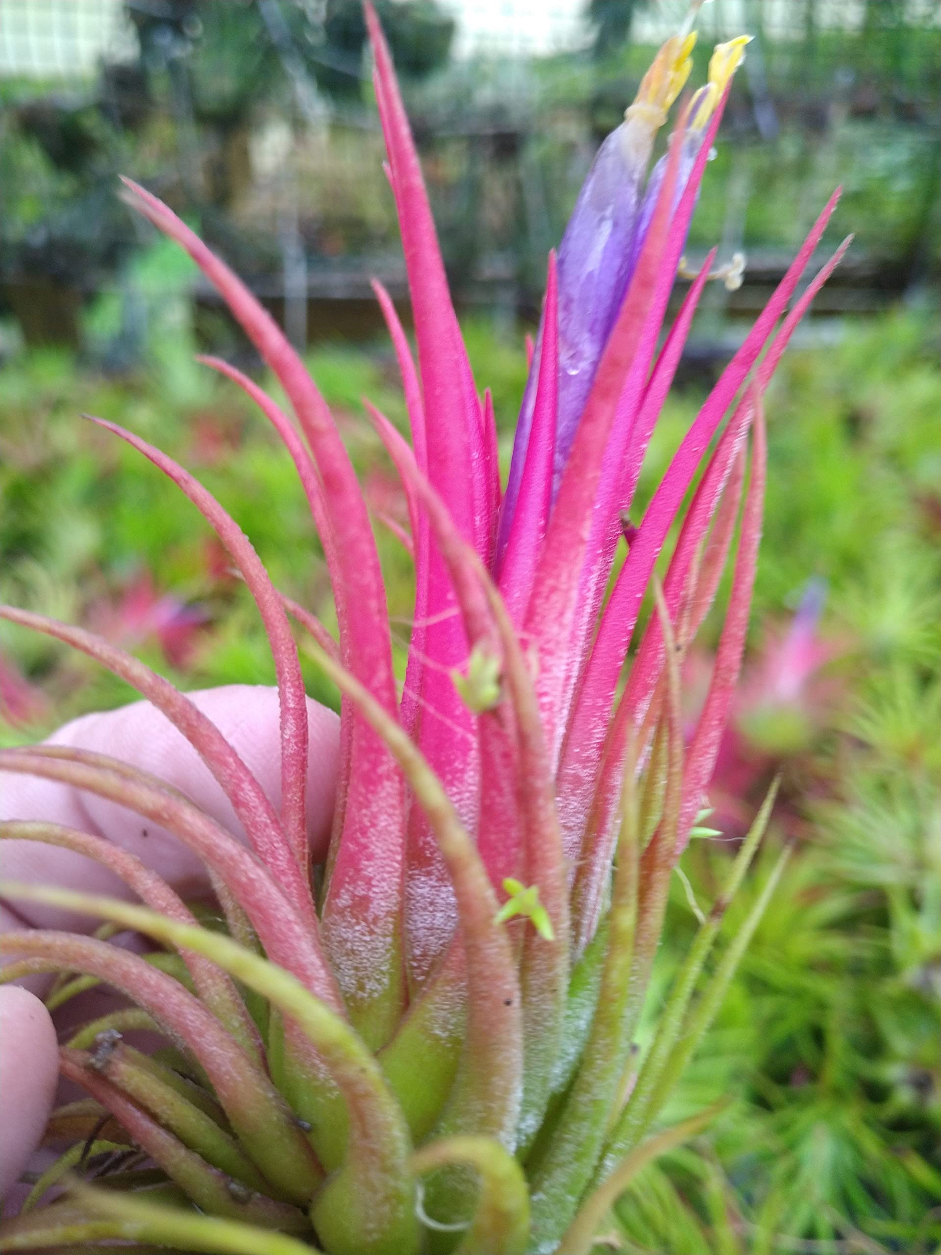 It Blooms Rainforest Grown One RED Ionantha Fuego Air Plants - Live Tillandsia - 1.5 to 3 inches - 30 Day Guarantee