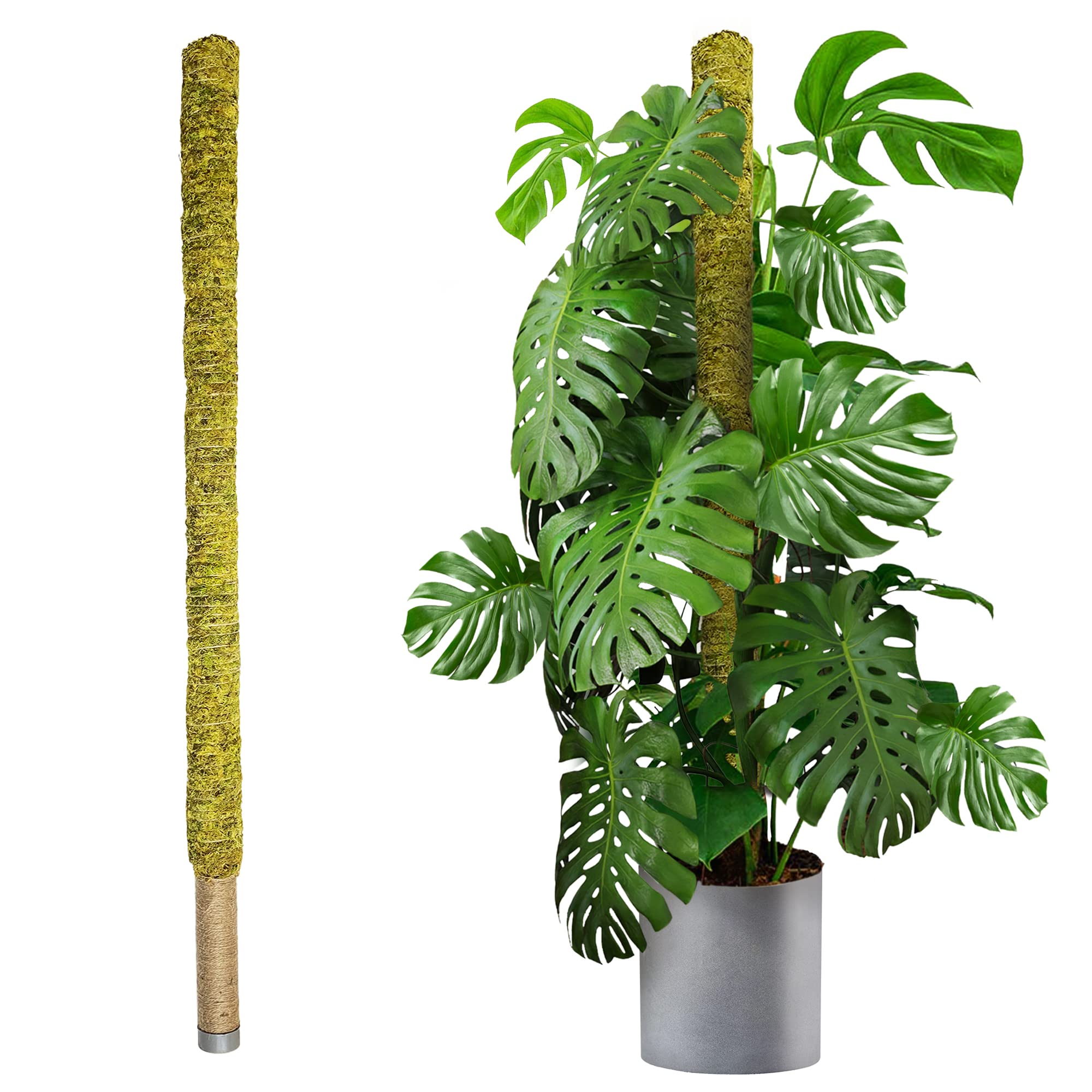 DUSPRO 59’’ Inches Large Moss Pole for Plants Monstera, Tall Indoor Plant Stake Support for Big Climbing Pothos Long Handmade Forest Moss Totem/Giant Trellis (Extra Large Size)