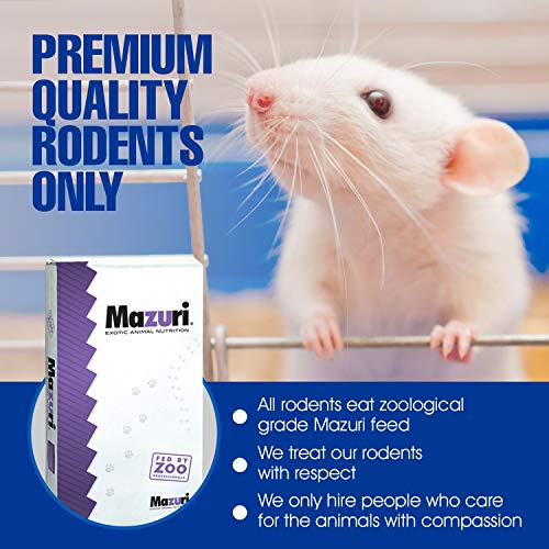 MiceDirect Frozen Rat Medium Feeder Snake Food for Adult Ball Python Monitor, Lizard (15 Count)
