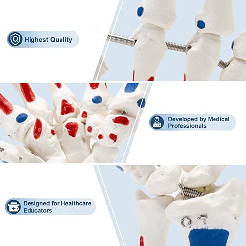 Winyousk Human Hand Model with Articulated Joints for Natural Movement, Show Muscle Start and End Points,Hand Skeleton Model Showing Ulna and Radius