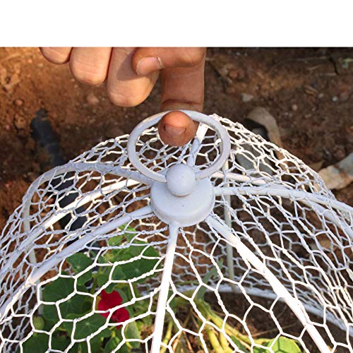HEIDI & OLAV 3 Pack 20" & 3 Pack 14" Chicken Wire Cloche for Plants Squirrel Proof Metal Plant Cover Cage Garden Animal Protection Metal Plant Cage Protector Dome Rabbit Bunny Guard